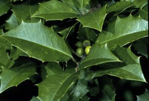 Holly Is Poisonous To Pets | Poisonous Plant For Pets